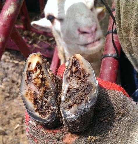 Foot Scald And Foot Rot — Lesson 4 Health — Meat Goat Production And