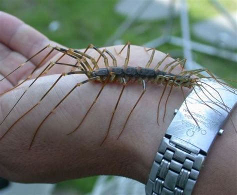 Never Ever Kill A House Centipede Again I Facebook