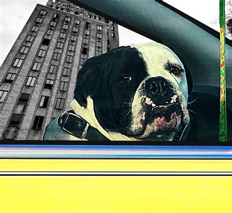 Dogs In Cars Ii Karin Ebbesson Photography Animals Birds And Fish