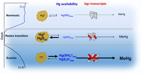 Expression Levels Of Hgcab Genes And Mercury Availability Jointly Explain Methylmercury