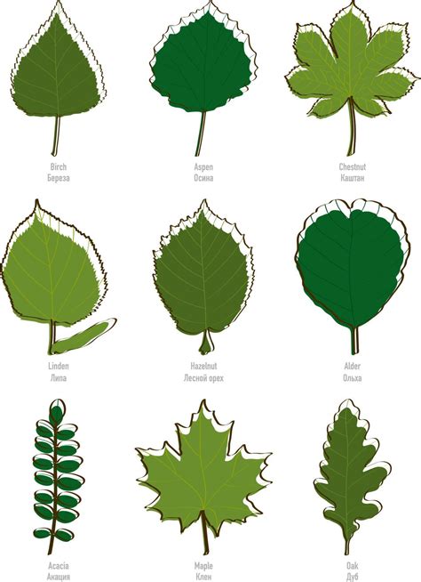 Tree Leaves Set 5723068 Vector Art At Vecteezy
