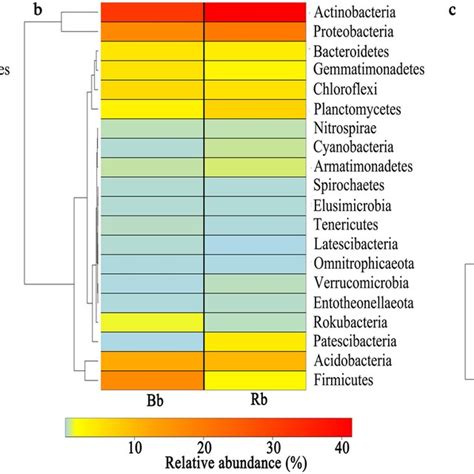 Distribution Heatmap Of Microbial Orders Arranged By Hierarchical Download Scientific Diagram