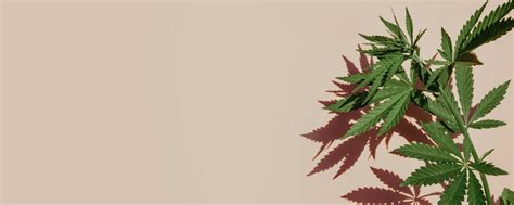 Lsd Withdrawal Symptoms And Timeline Addiction Treatment