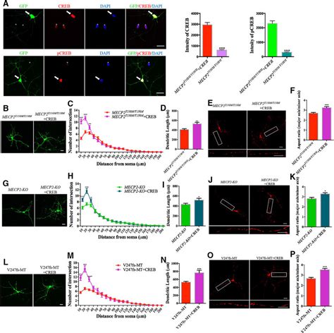 Overexpression Of Creb Rescues The Phenotypes Of Reduced Neuronal