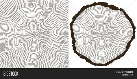 Tree Rings Vector Photo Free Trial Bigstock