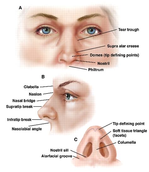 An Image Of The Nose And Ear Labeled In Different Parts Of The Human Body With Labels On Each Side