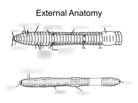 Lumbricus Diagram