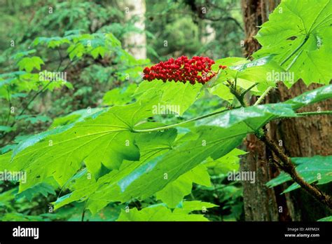 Devils Club Native Plant To The Pacific Northwest Cascade Mountains