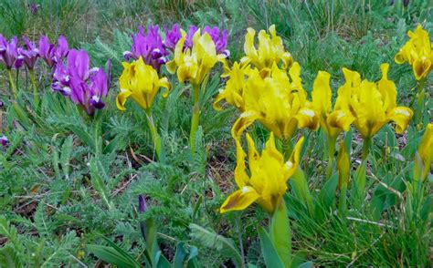 Liris Plante Des Fleurs Jaunes De Plantes Sauvages Sur Les Pentes Du Yalpug Comme Lukraine