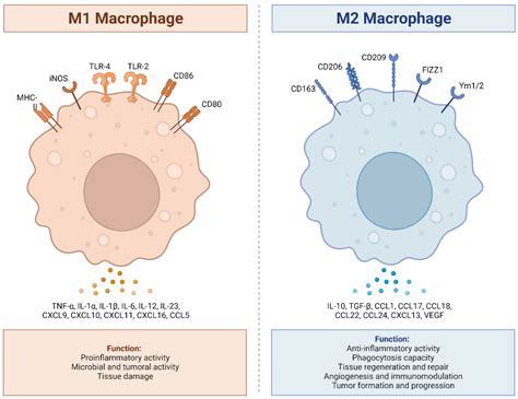 Cholinergic Polarization Of Human Macrophages