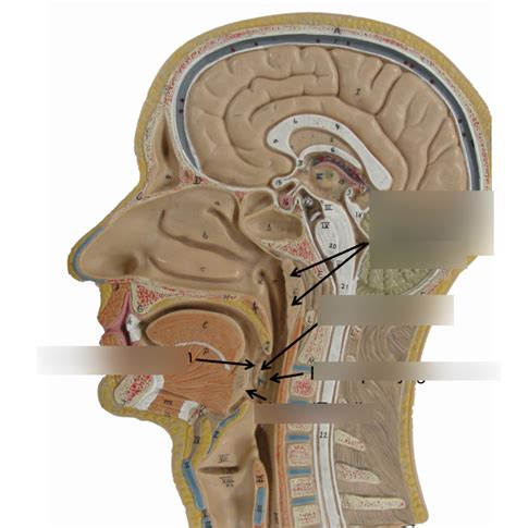 Respiratory 3 Tonsils Diagram Quizlet