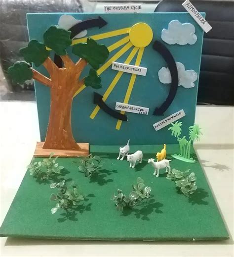 Oxygen Cycle Model