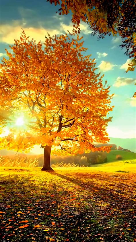 10 000 무료 가을 하늘 And 가을 동영상 Hd And 4k 영상 Pixabay