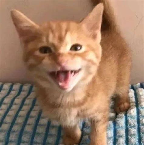 【猫咪领养】可爱小橘寻领养猫咪
