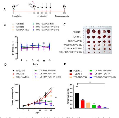 Figure 6 From Mitochondria Targeting Polydopamine Coated Nanodrugs For Effective Photothermal