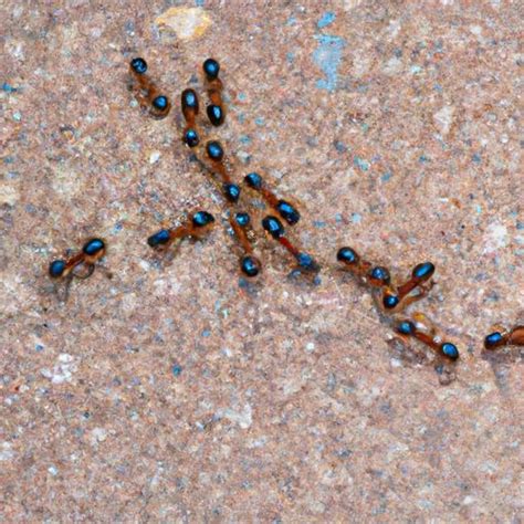 Ant Pheromones Unlocking The Secrets Of Ant Communication