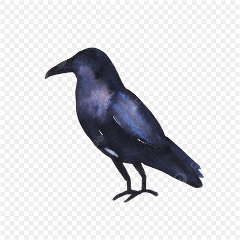 까마귀 실루엣 수채화 일러스트 공포 유령 같은 시체 Png 일러스트 및 Psd 이미지 무료 다운로드 Pngtree