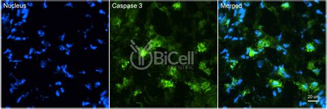 Caspase 3 Casp3 Antibody Bicell Scientific®