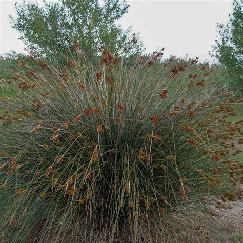 Juncus Acutus Acacia Llc