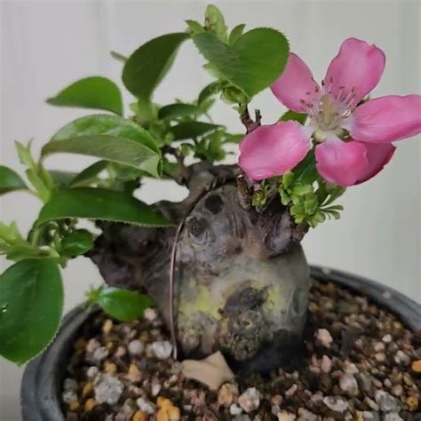 반려식물과 즐거운 시간 되세요 ~~노래 한곡 듣고 갈까요 ~~ 자연과향수 소품분재 만드는 아벨루스 ♡♡♡ 힐링 미니식물 Youtube