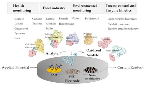 Amperometric Biosensors Encyclopedia MDPI
