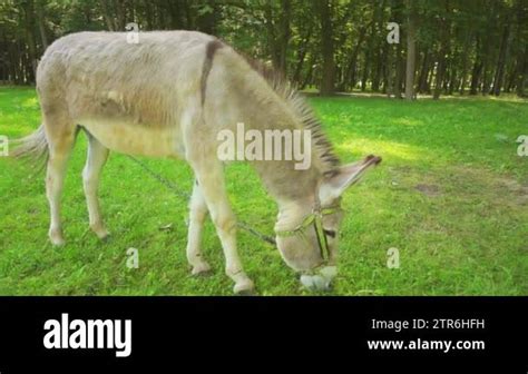 Slow Motion Donkey Or Ass Equus Africanus Asinus Is A Domesticated