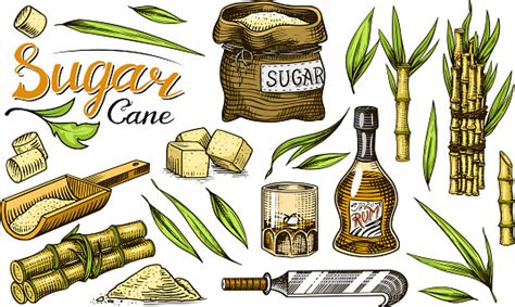 지팡이 설탕 잎 사탕수수 식물의 집합입니다 나무와 럼의 병 나무로 되는 접시 숟가락 큐브 및 주스 대나무 간판 비문 조각 손으로 그린 음식과 천연 재료 0명에 대한 스톡