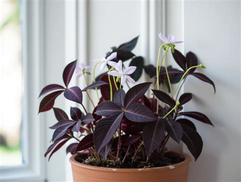 How To Grow And Care For Oxalis Triangularis False Shamrock Olivia