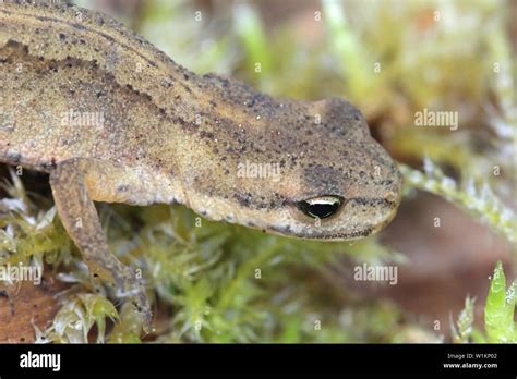 Lissotriton Vulgaris Known As The Smooth Newt Or The Common Newt Stock