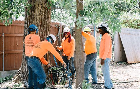 Reasons Its Time To Remove The Tree In Your Yard