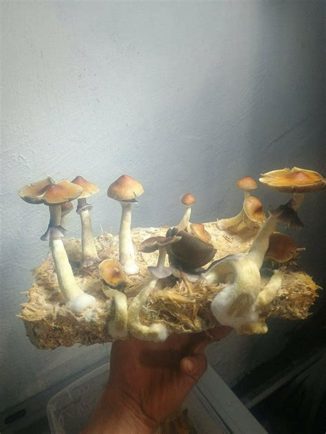 Is It Trichoderma Contamination Mushroom Cultivation Shroomery