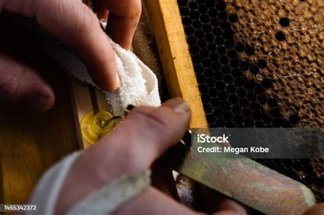Beekeeper Grafting Larvae Into Queen Cups To Make Queen Bees Stock