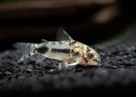Corydoras Habrosus