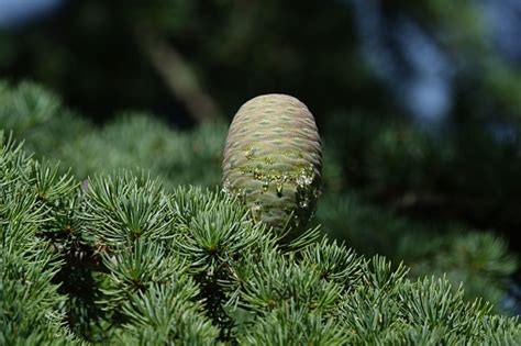 울창한 정원을 배경으로 가문비나무 꼭대기에 자리 잡은 삼나무 원뿔 0명에 대한 스톡 사진 및 기타 이미지 0명 가문비나무 관목 Istock