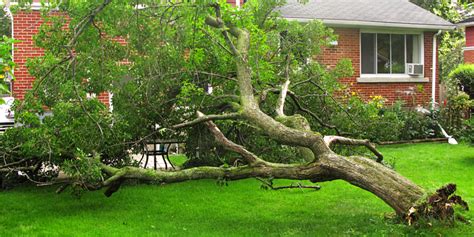 Trees To Avoid Planting In Your Yard And Landscape And Why