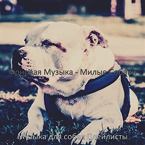 Écouter Фоновая Музыка - Милые Собаки de Музыка для собак Плейлисты sur ...