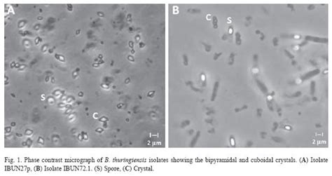 Presence And Significance Of Bacillus Thuringiensis Cry Proteins