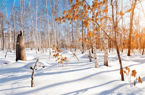 雪地红叶枯树高清图片下载 正版图片500429445 摄图网