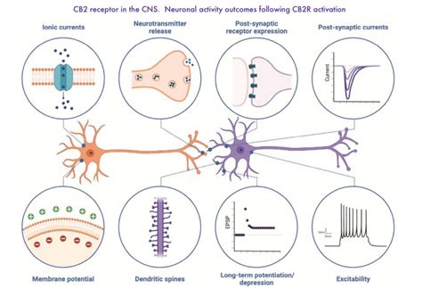Cb2 Receptor In The Cns Despite Low Levels Of Cannabinoid Receptor Type 2 Cb2r Expression In
