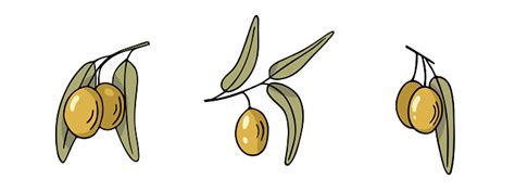 올리브 가지 세트 손으로 그린 낙서 스케치 나뭇잎과 과일이있는 나뭇 가지가 윤곽이 그려져 있습니다 심플한 미니멀리즘 디자인 음식 메뉴 또는 화장품 개념 장식 개체 그룹에