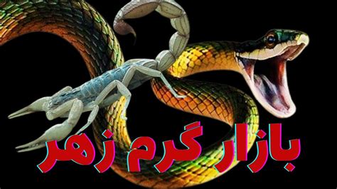 زهر گژدم و مار افغانستان به کدام کشورها صادر می شوند؟ Youtube