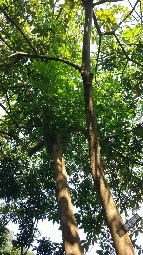 那林惊现罕见连体发财树，两层楼高年年开花结果