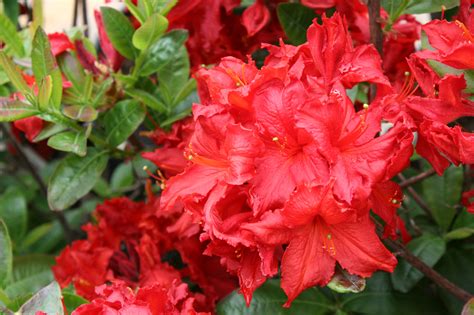 Deciduous Azalea Arneson Flame Youngs Garden Center Roseburg Oregon