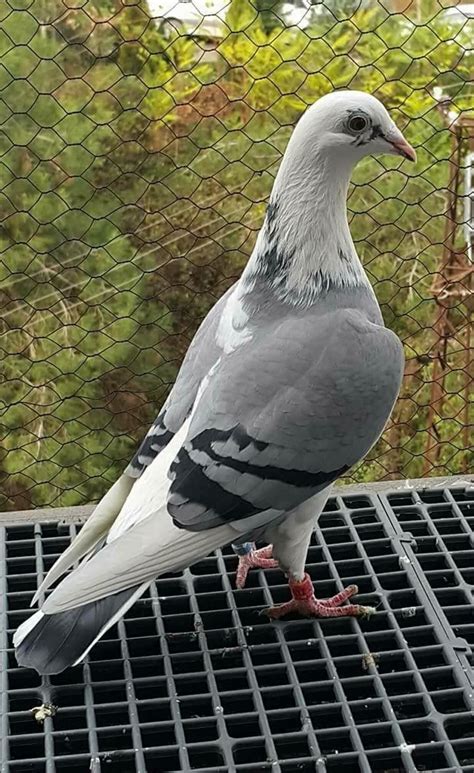 Pigeon Beauty In Pictures Watch Video To Learn Pigeons Facts Nature
