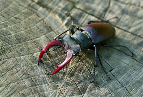 Premium Photo A Large Black Beetle With A Red Ring Around Its Nose