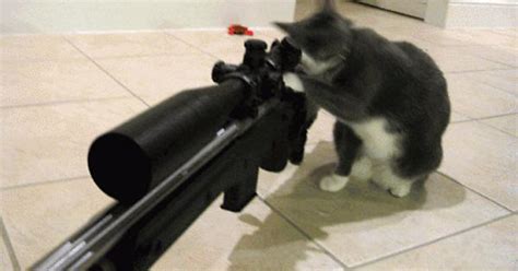 Tf2 Cat Imgur