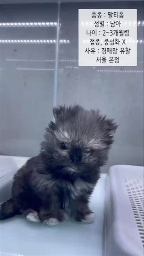 네코스토리 서울 본점 강아지 고양이 유기묘 유기견 길 고양이 아깽이 댕냥이 무료 분양 입양 보호 위탁 허위 X 무료 입양하는 아이들입니다 책임 비용 및 추가 비용 일절