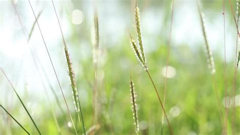 Bahama Grass Images Parcourir 2041 Le Catalogue De Photos