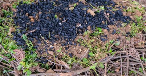 Biochar Reported Ineffective As Additive For Reducing Methane