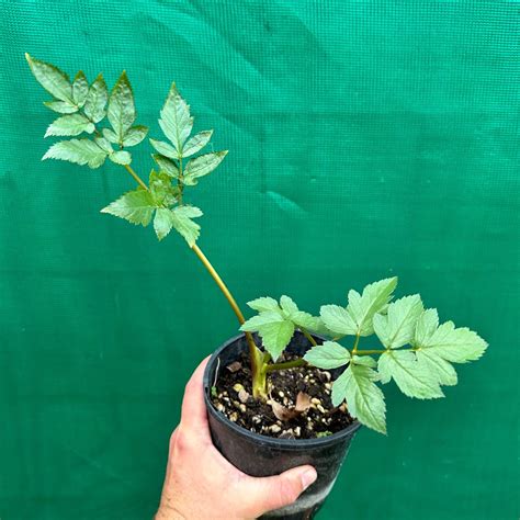 Peruvian Parsnip Arracacia Xanthorrhiza Edible Jungle Nursery